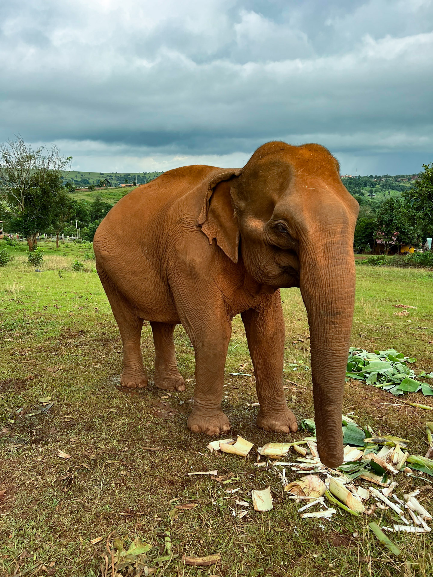 About Us Cambodia Elephant Sanctuary
