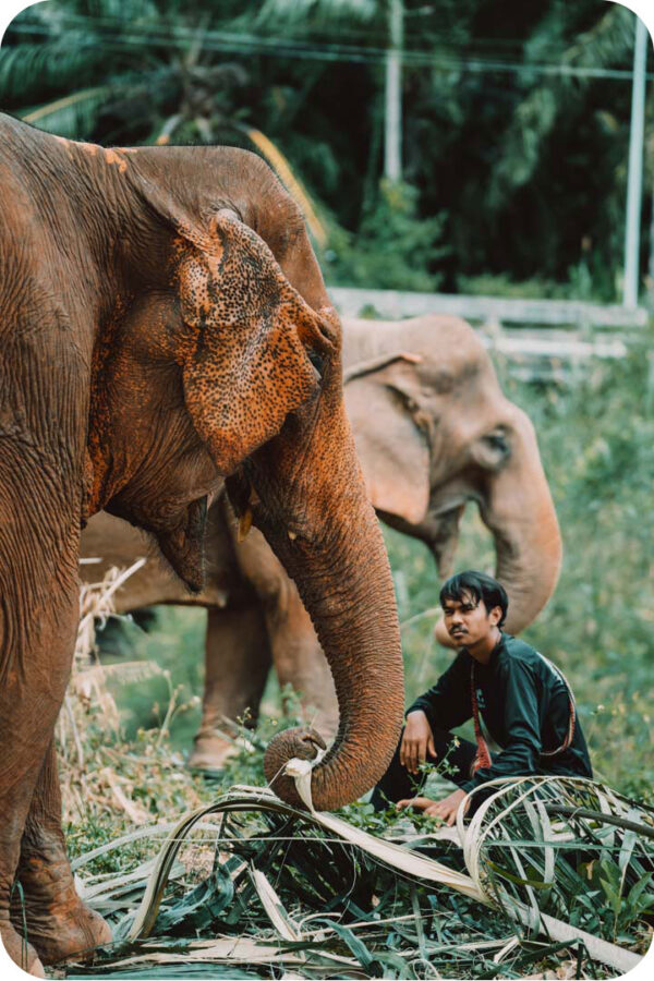 Cambodia Elephant Sanctuary