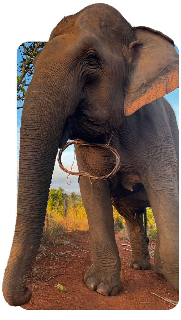 Cambodia Elephant Sanctuary