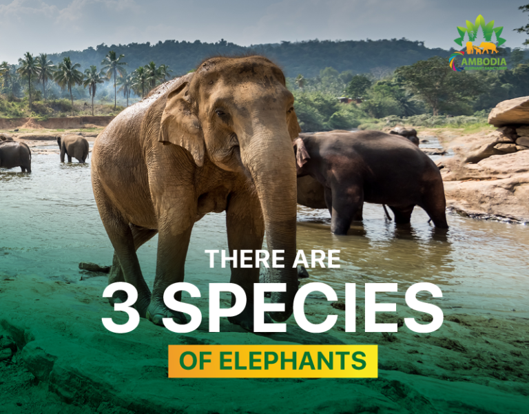 There Are 3 Species of Elephants. - Cambodia Elephant Sanctuary