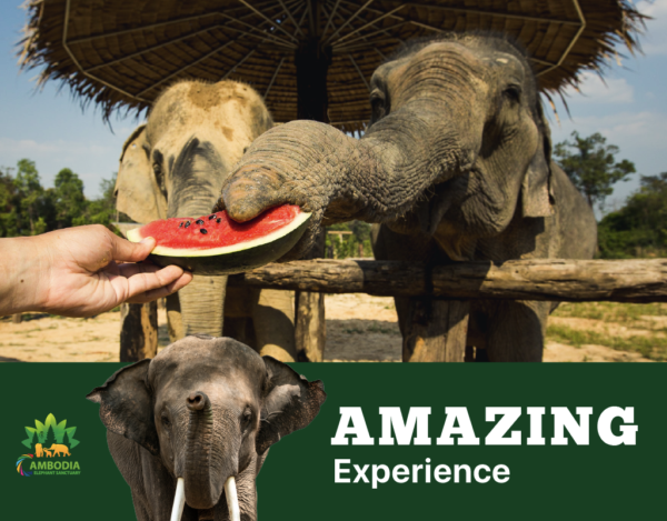 Amazing Experience with Cambodia Elephant Sanctuary. - Cambodia ...