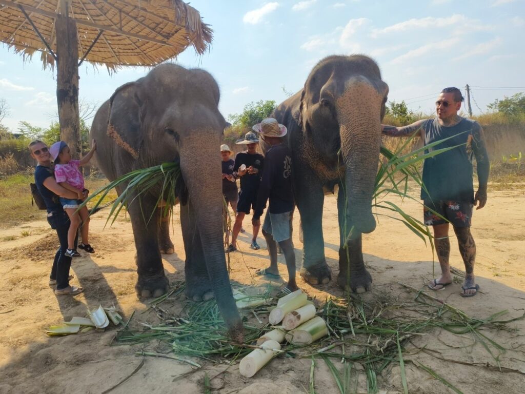 Elephant Cooking Activity: A Unique Encounter at Cambodia Elephant ...