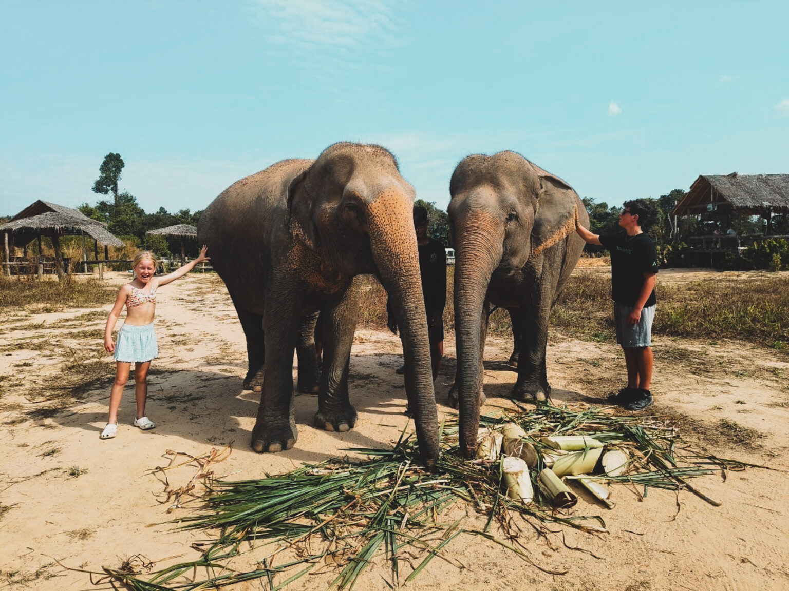 Program A – Make a wonderful Experience - Cambodia Elephant Sanctuary